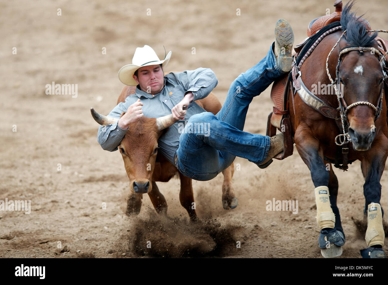 May 8, 2011 - Sonora, California, U.S - Steer wrestler Josh Garner of ...