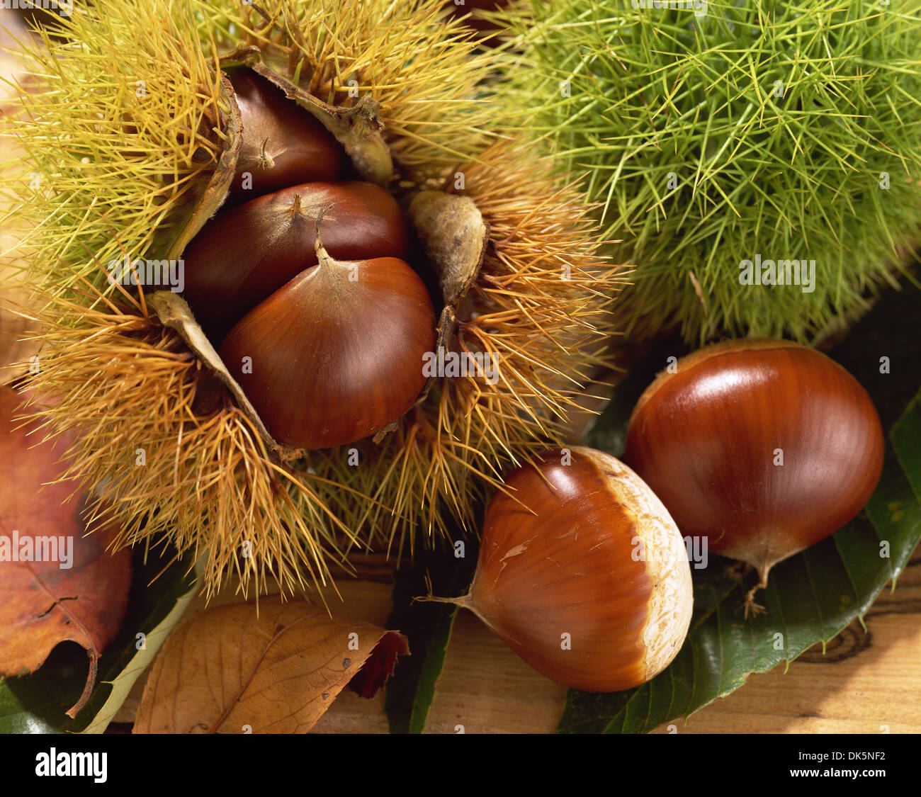 Multiple chestnuts hi-res stock photography and images - Alamy