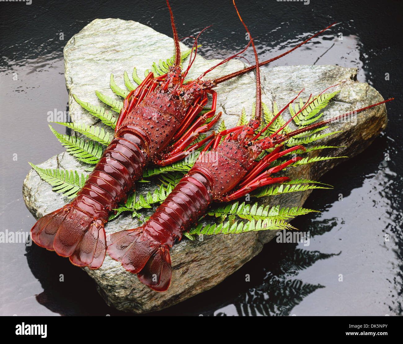 Green spiny lobster hi-res stock photography and images - Alamy