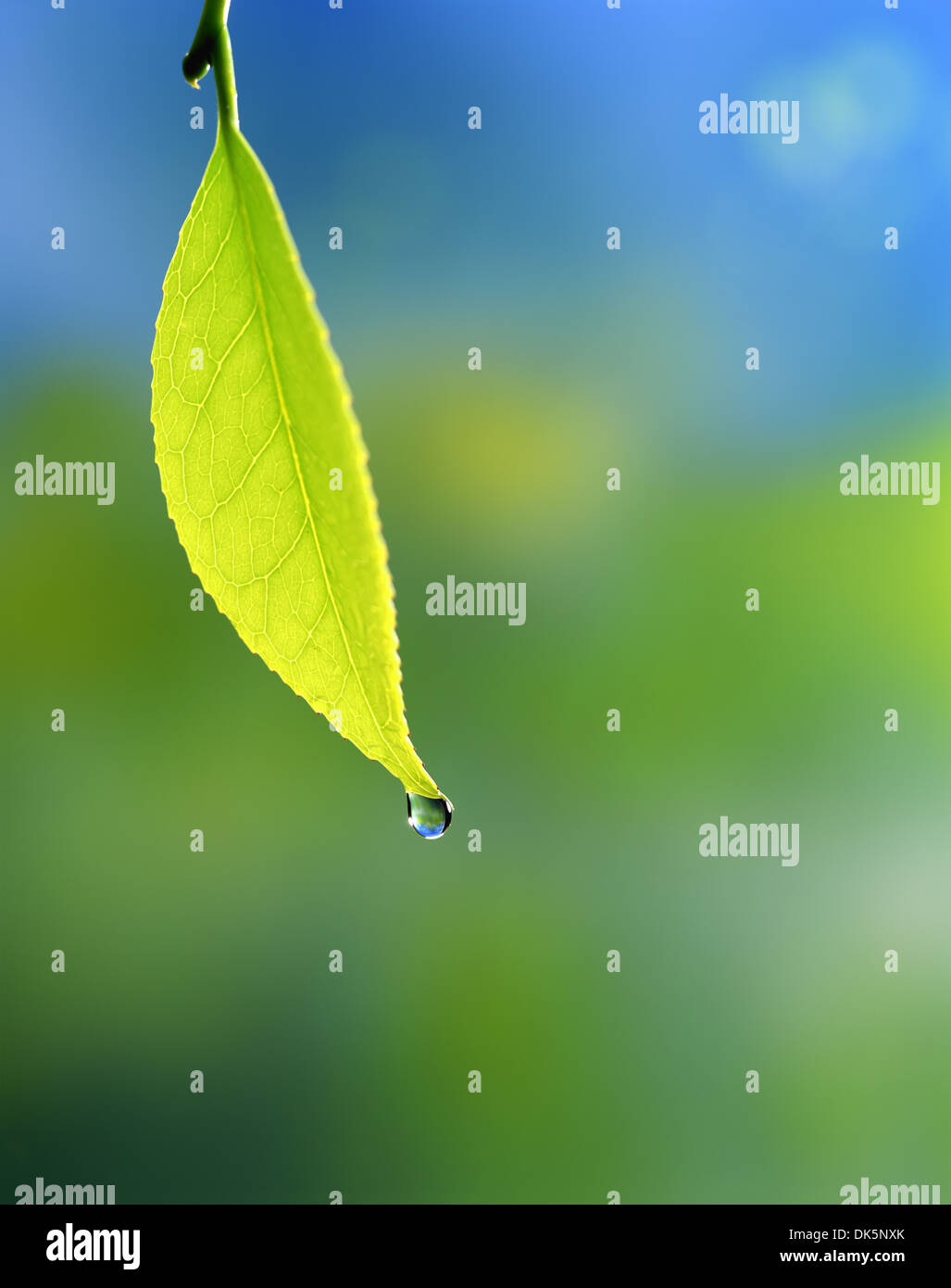 Water drop on a leaf Stock Photo - Alamy