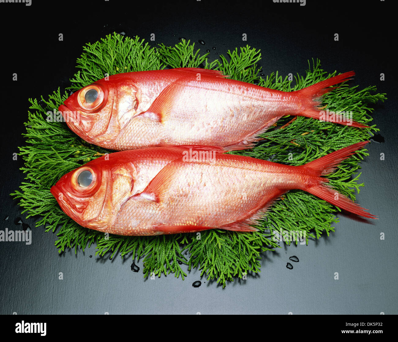 Redfish school hi-res stock photography and images - Alamy