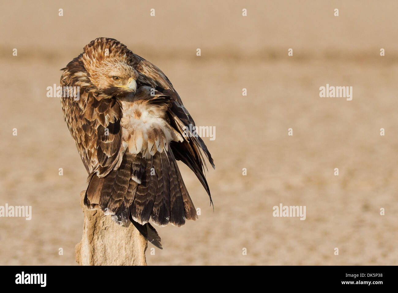 Sub-adult Eastern Imperial eagle (aquila heliaca) preening Stock Photo ...