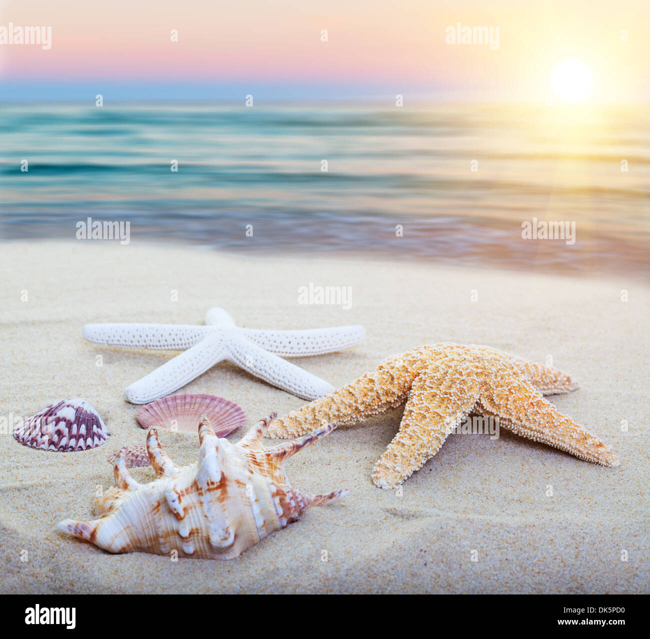 Assorted starfish and sea shells on a beach, main focus on first ...