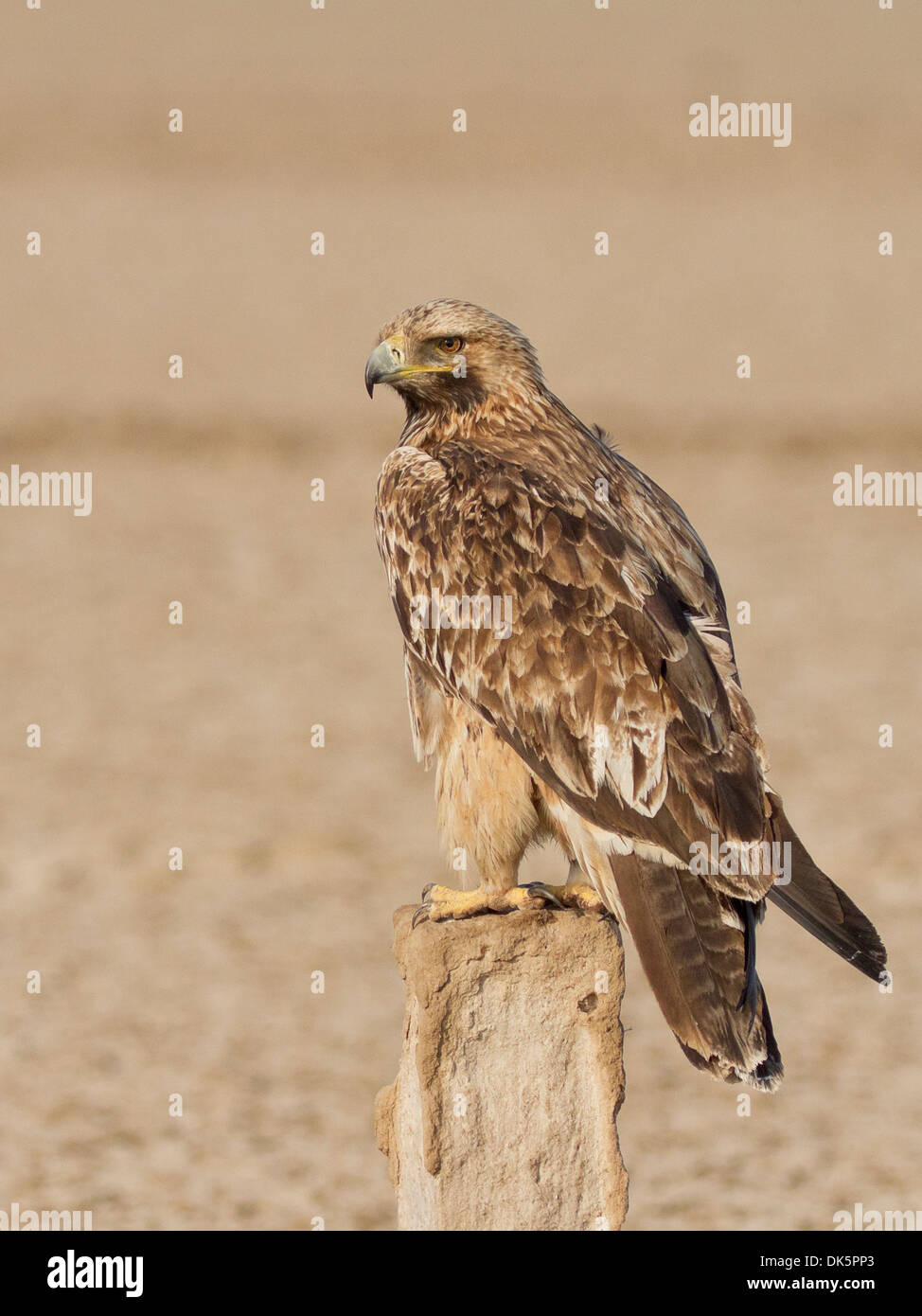 Sub-adult Eastern Imperial eagle (aquila heliaca Stock Photo - Alamy
