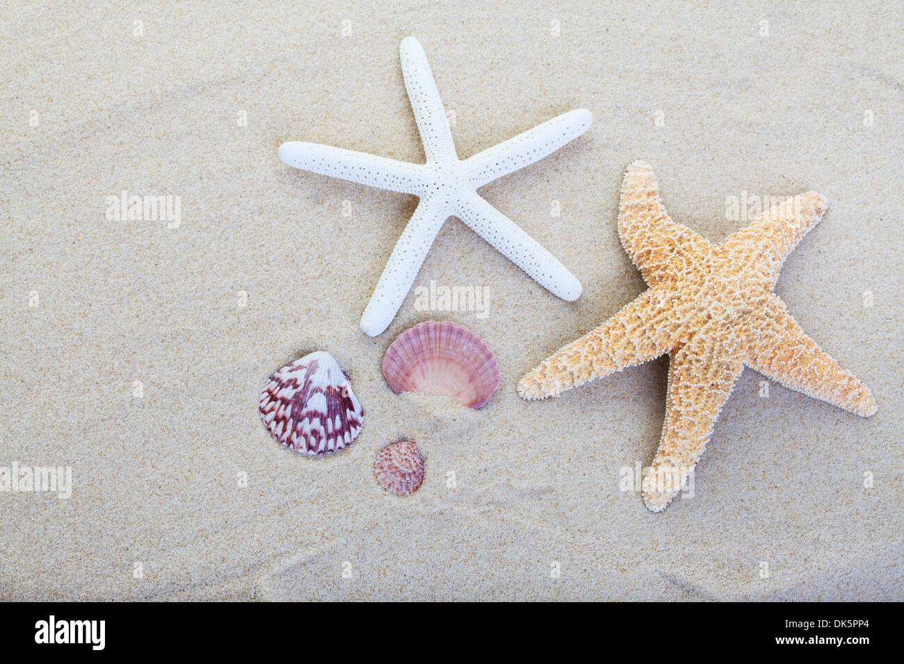 starfish and shells on the beach sand background Stock Photo - Alamy