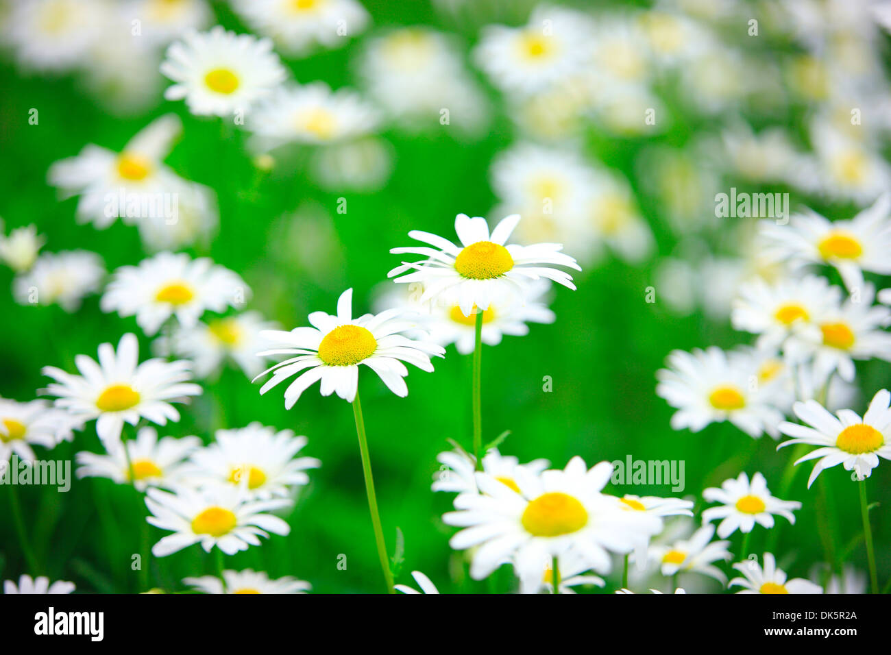 Yellow margaret hi-res stock photography and images - Alamy