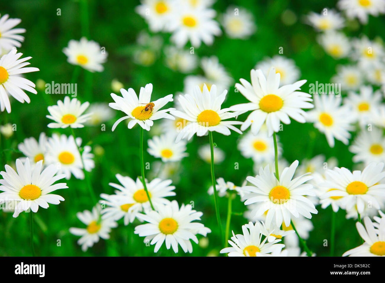 Yellow margaret hi-res stock photography and images - Alamy