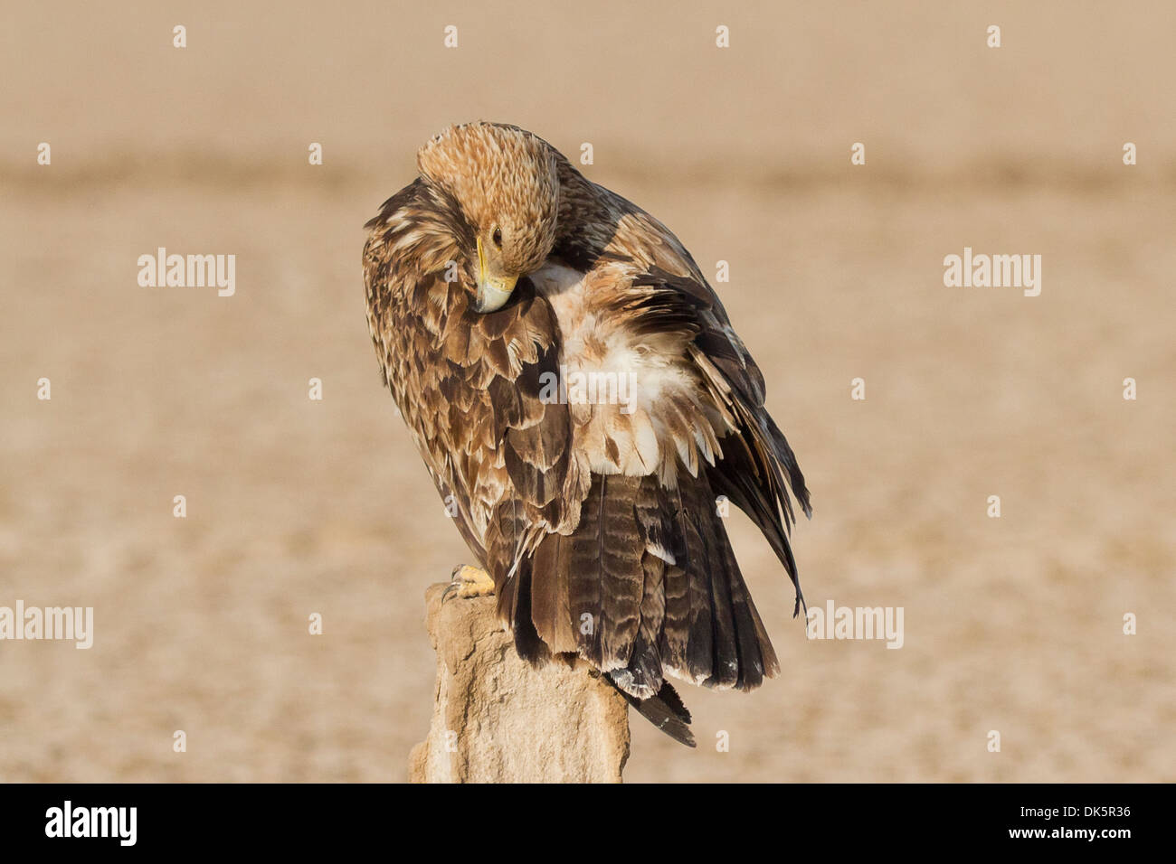 Sub-adult Eastern Imperial eagle (aquila heliaca) preening Stock Photo ...