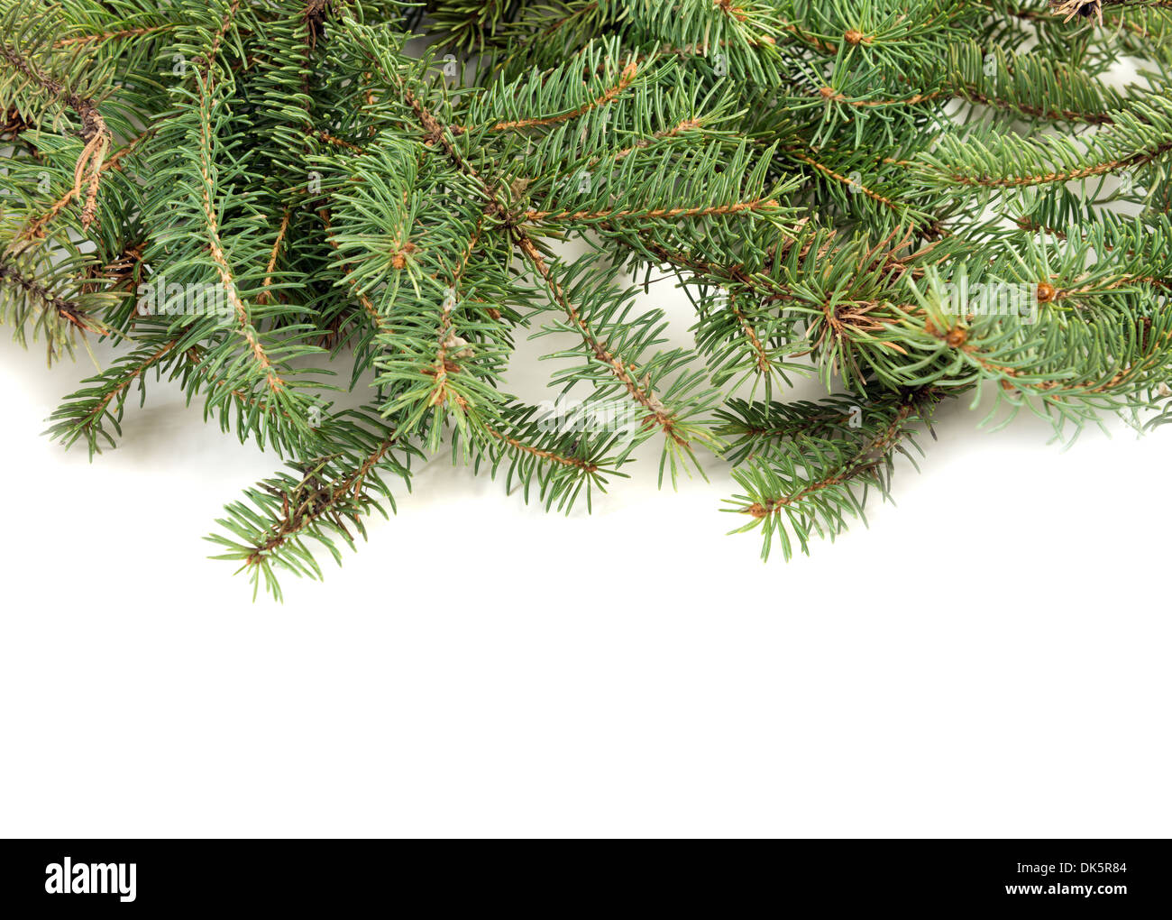 Pine tree backdrop hi-res stock photography and images - Alamy