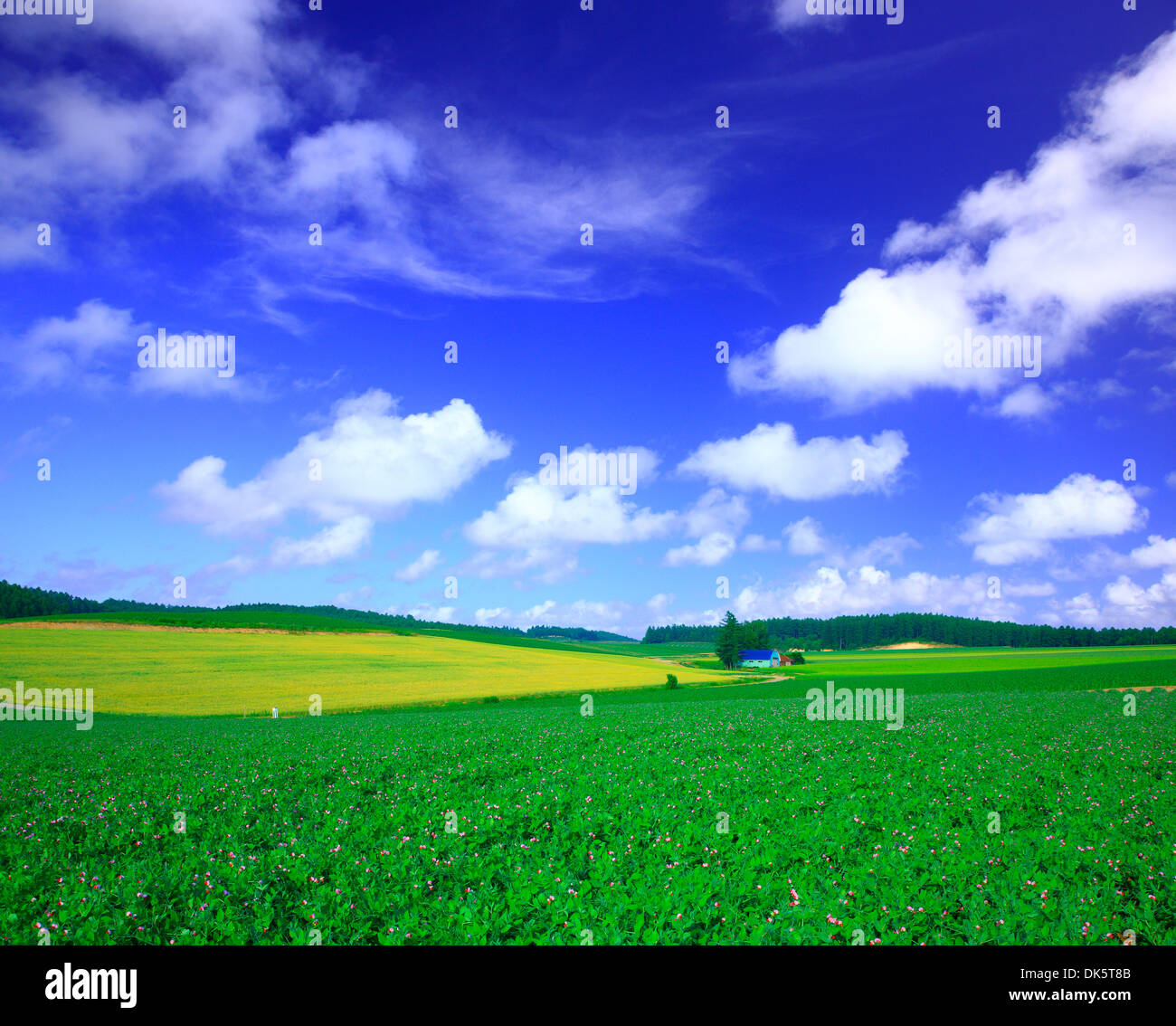 potato fields, Hokkaido, Japan Stock Photo - Alamy