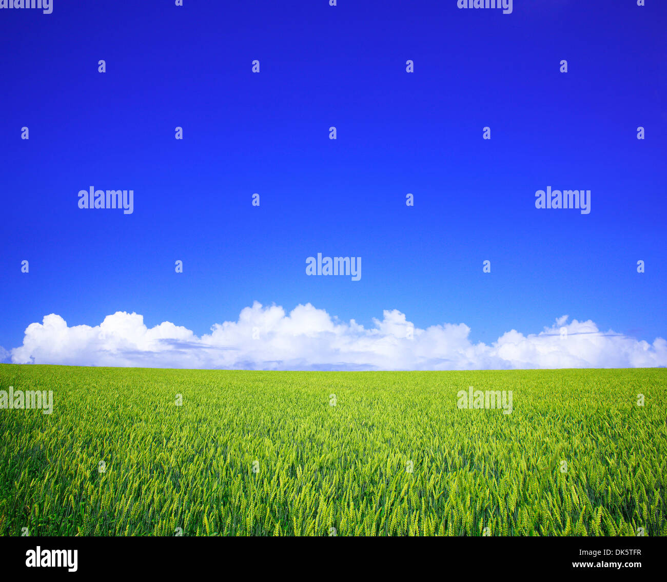 Wheat Field, Hokkaido, Japan Stock Photo - Alamy
