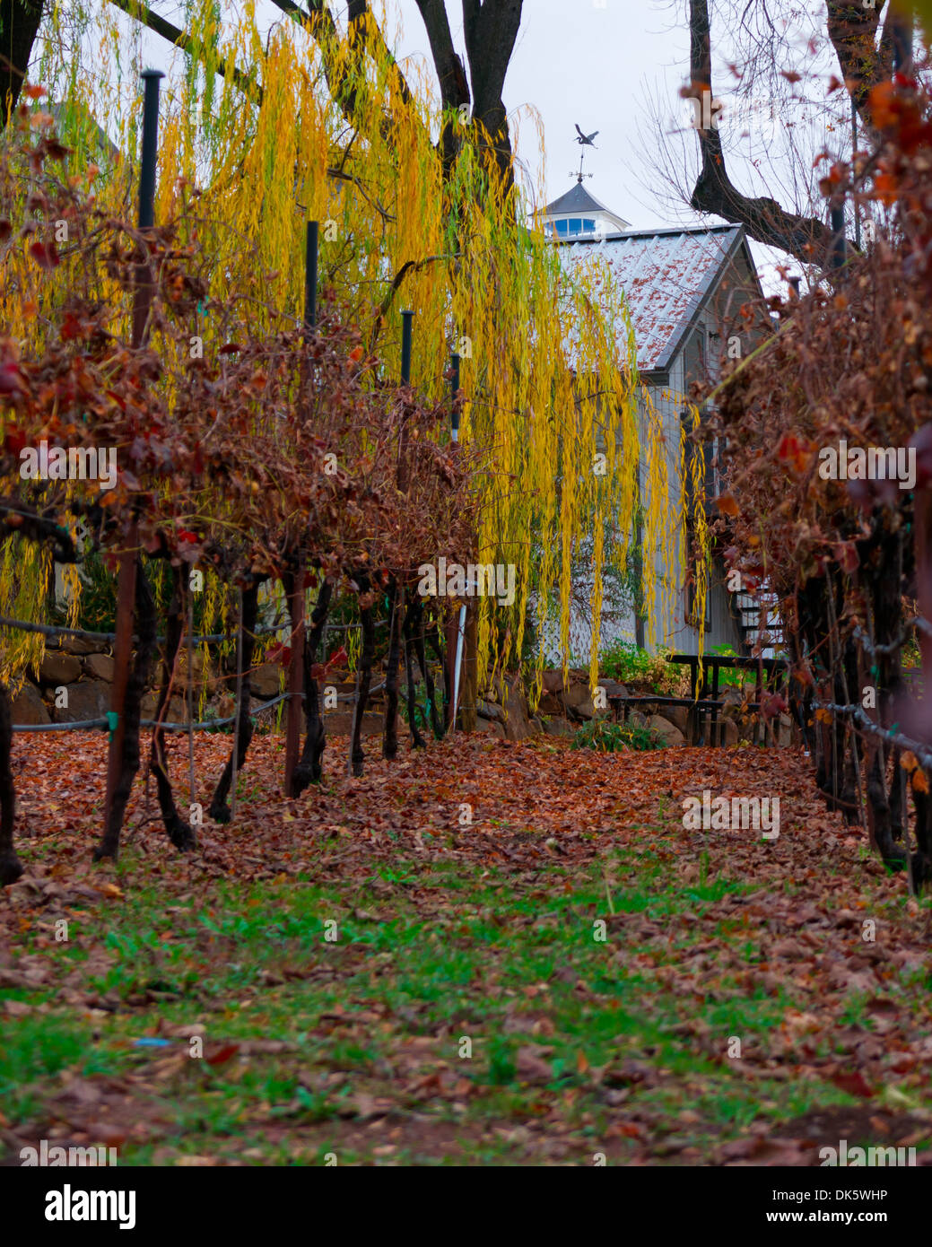 Fall in the Vineyard Stock Photo - Alamy