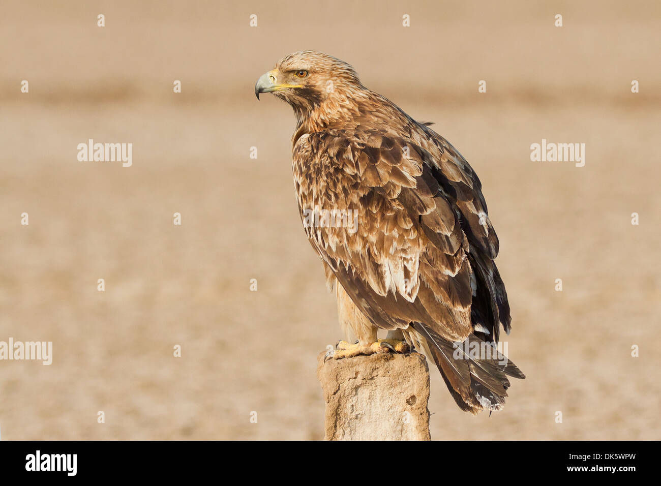 Sub-adult Eastern Imperial eagle (aquila heliaca Stock Photo - Alamy