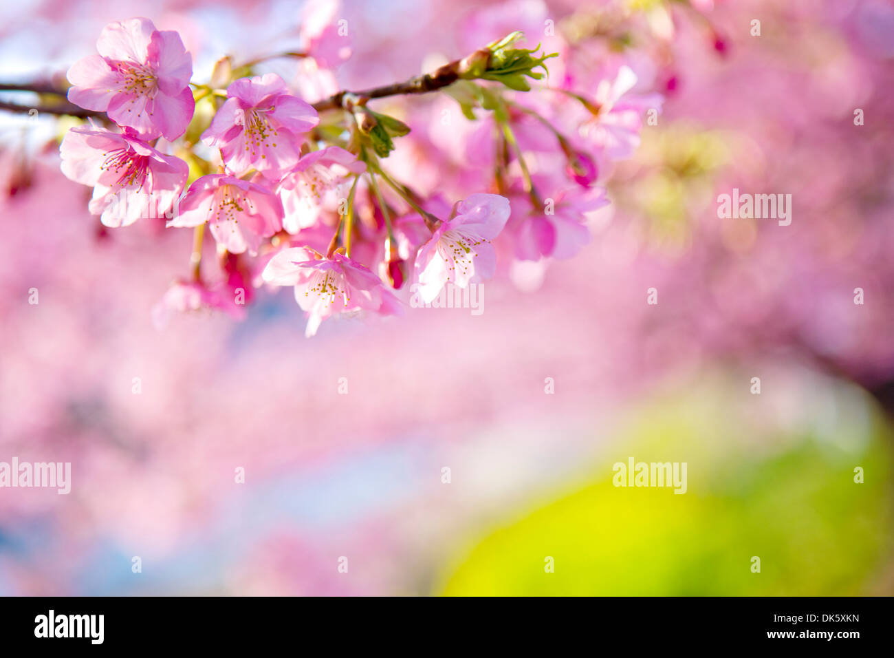 Cherry blossoms hi-res stock photography and images - Alamy