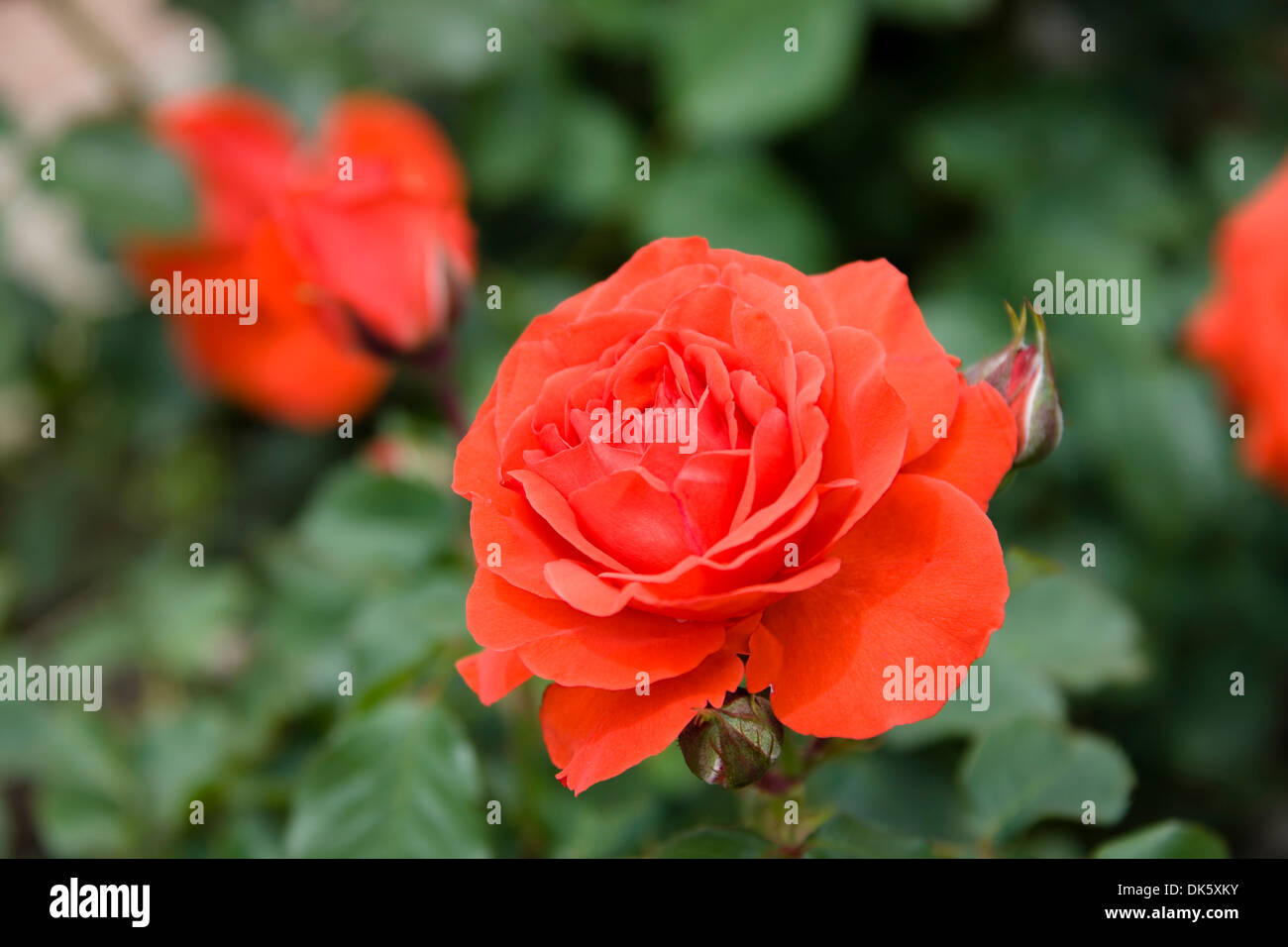 Rose flower hi-res stock photography and images - Alamy