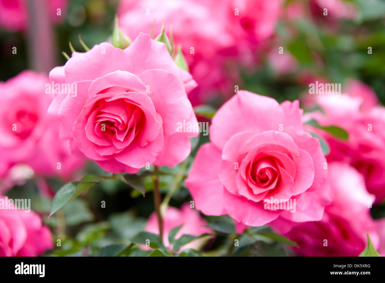 June rose flowers hi-res stock photography and images - Alamy