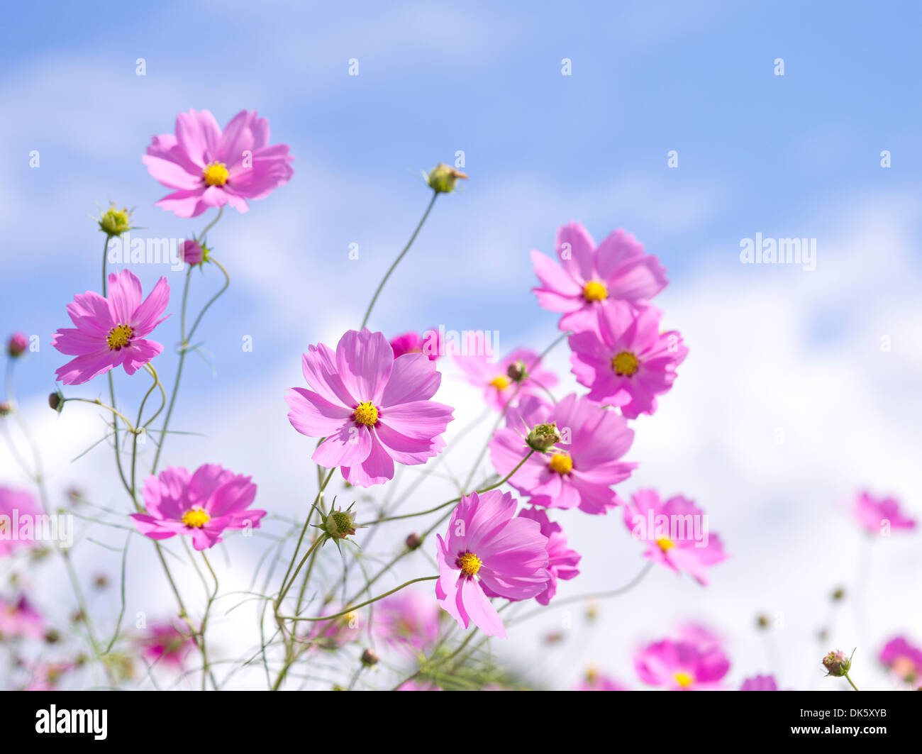 Cosmos flower japan autumn hi-res stock photography and images - Alamy