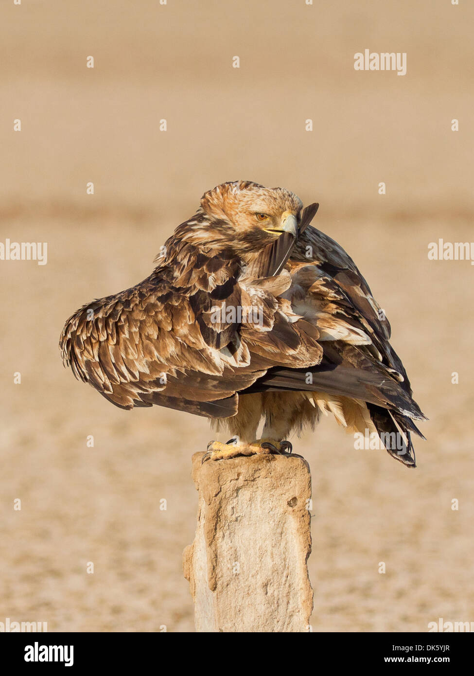 Sub-adult Eastern Imperial eagle (aquila heliaca) preening Stock Photo ...