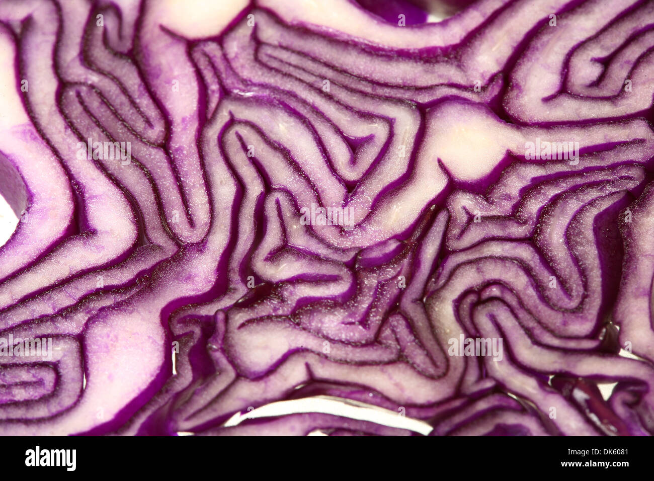 Red cabbage closeup Stock Photo - Alamy