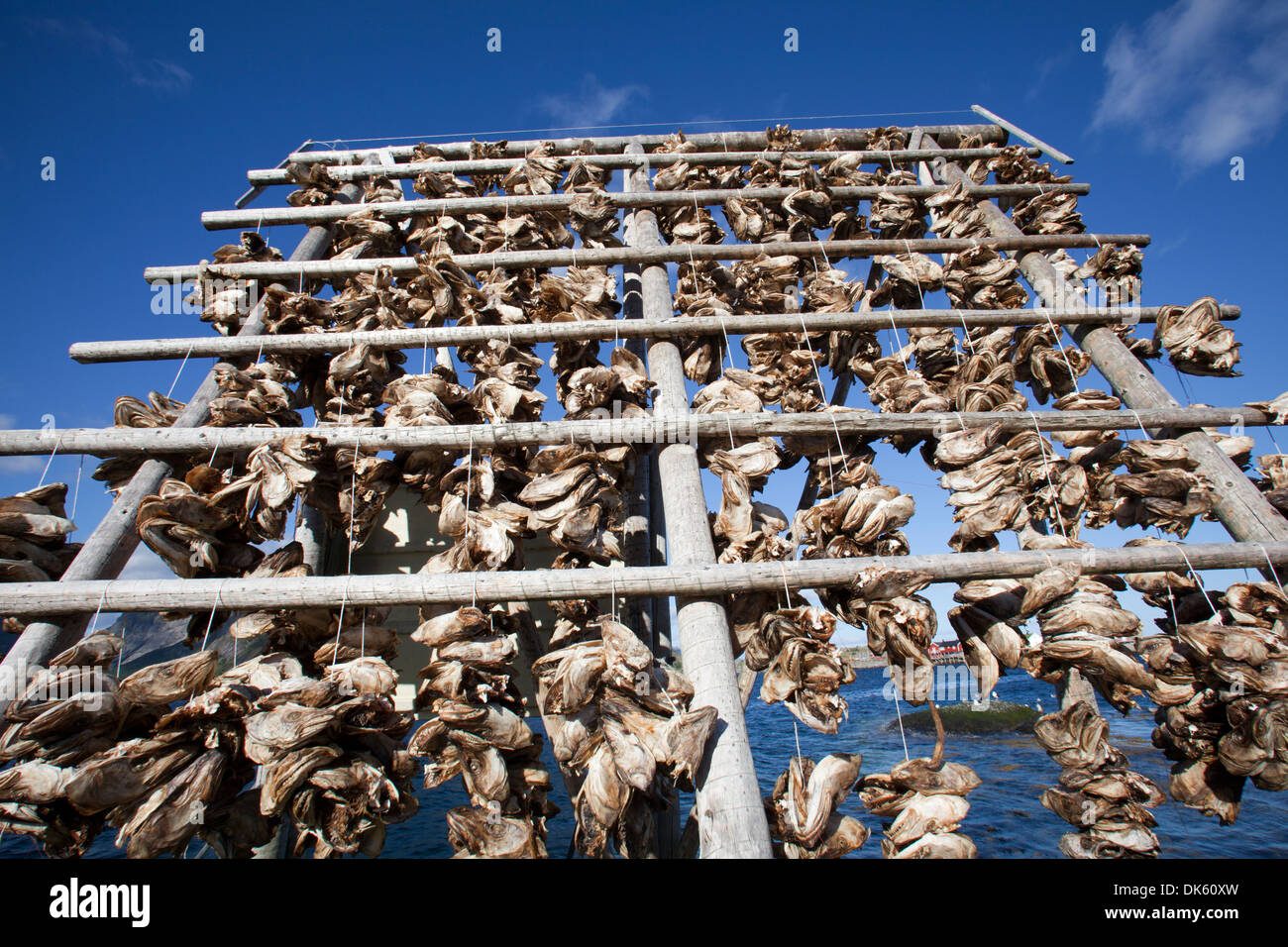 Cod heads drying ( Stockfish ) for Nigeria, Norway, Lofoten Islands ...