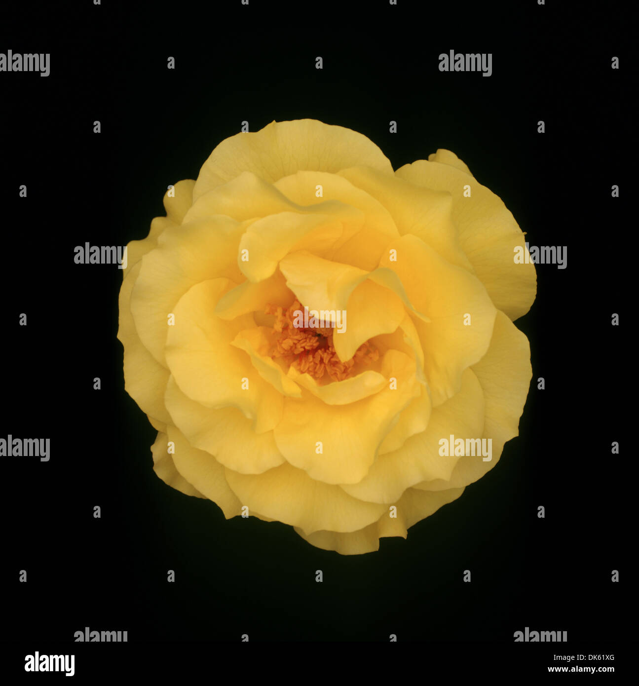 Eva rose hi-res stock photography and images - Alamy