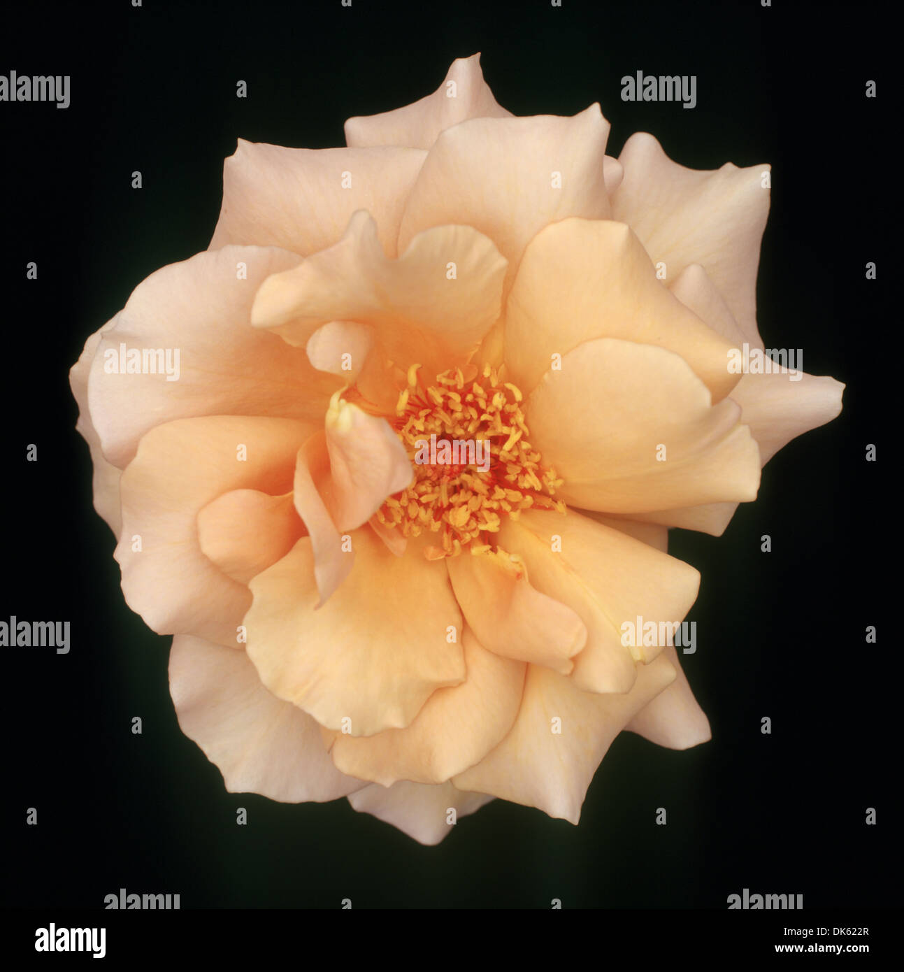 Julia pink hi-res stock photography and images - Alamy