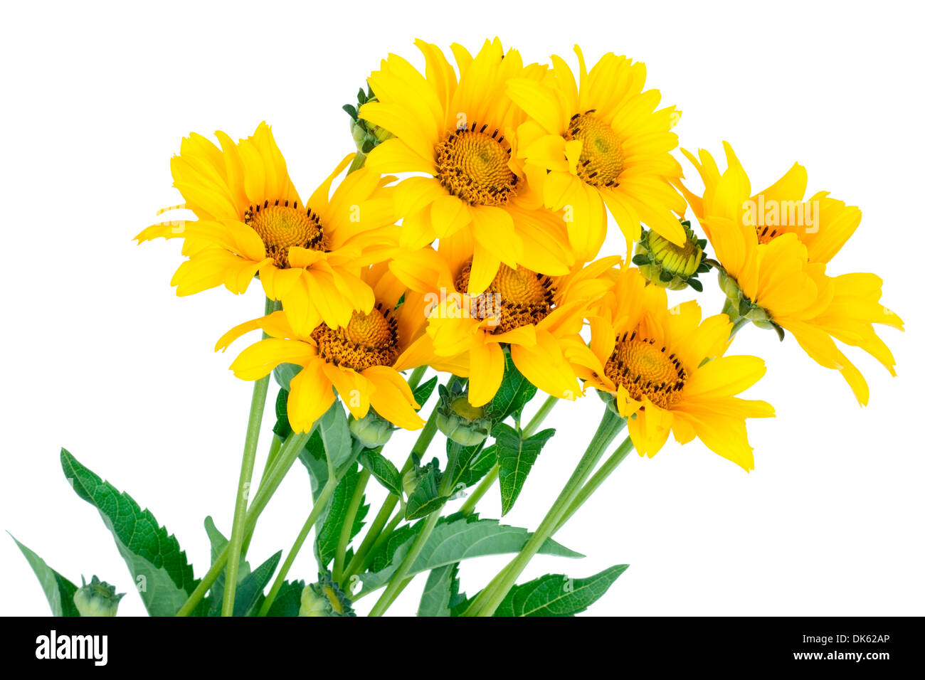 Miniature sunflowers hi-res stock photography and images - Alamy