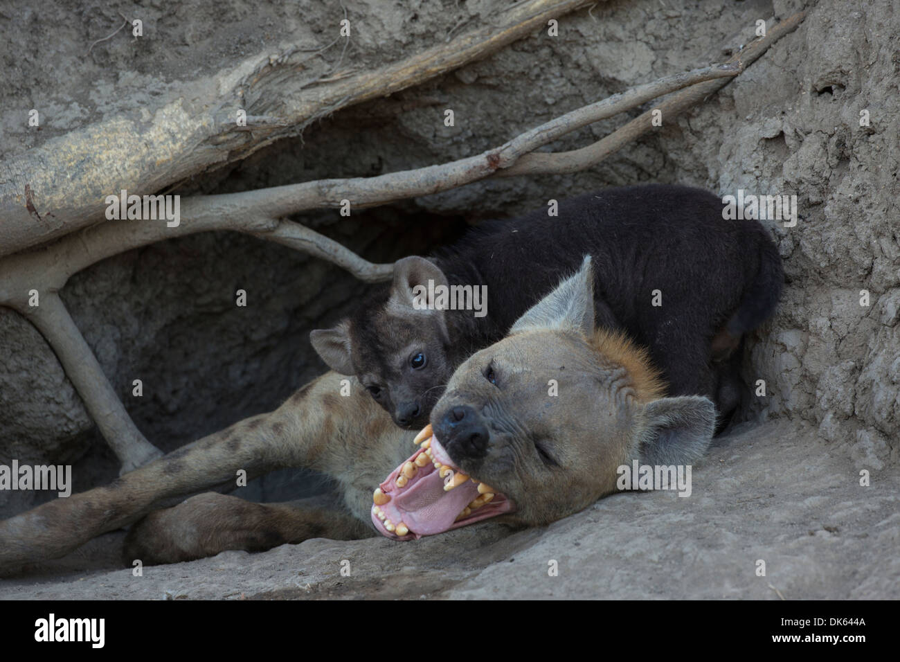 Hyena teeth hi-res stock photography and images - Alamy