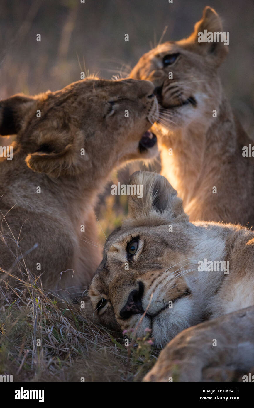 Lion grooming hi-res stock photography and images - Alamy