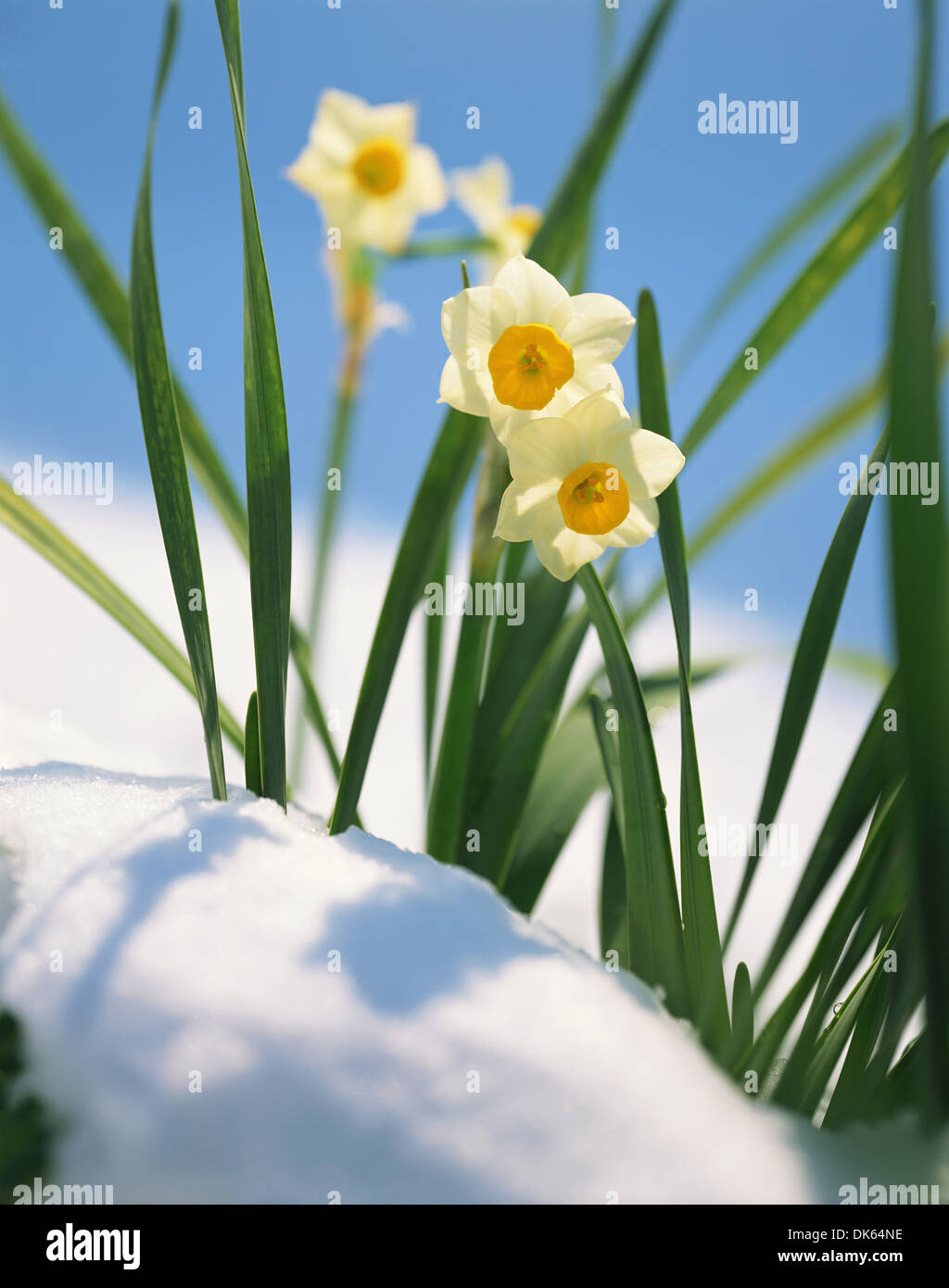 Japanese snow flower hi-res stock photography and images - Alamy