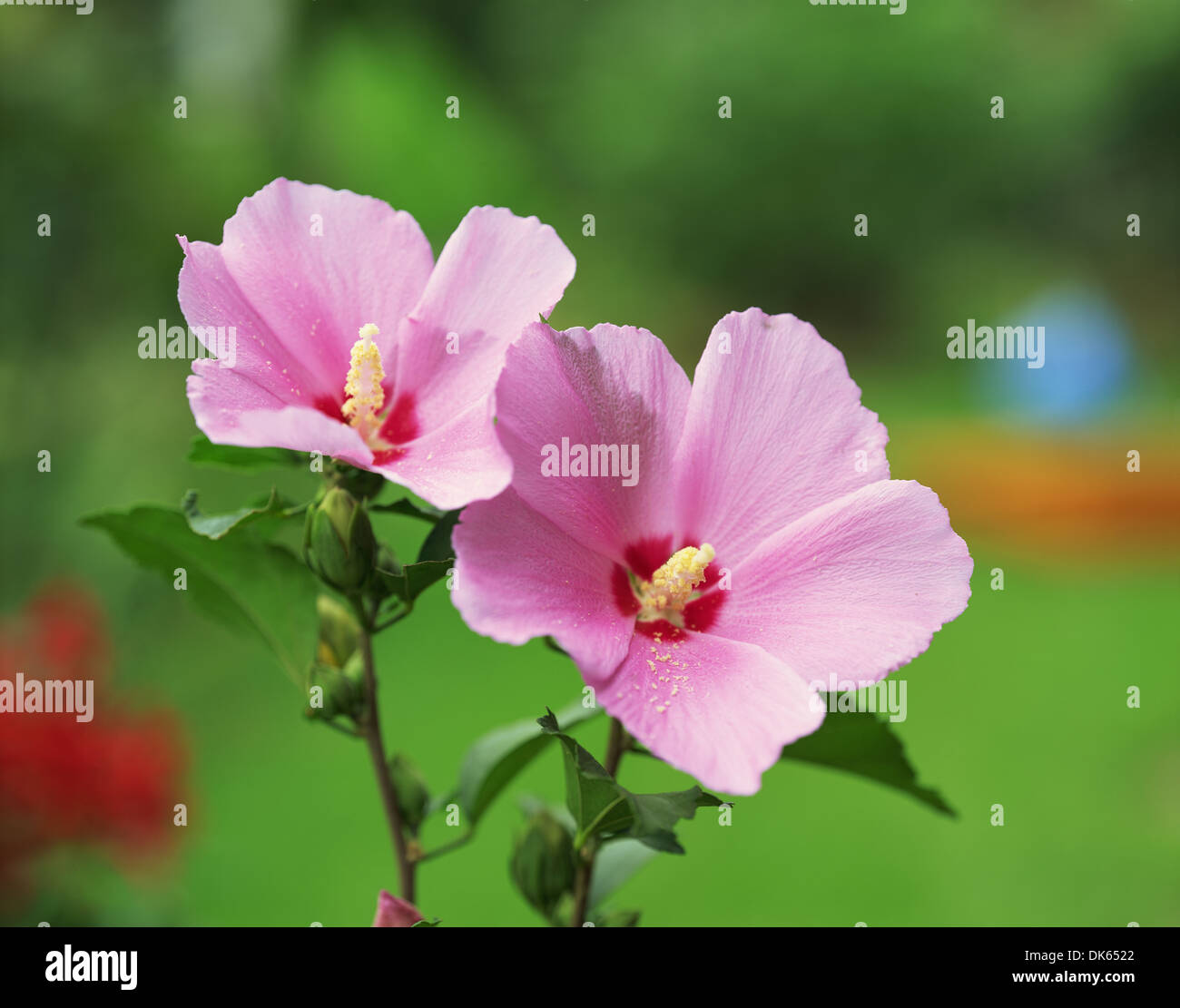 Sharon rose hi-res stock photography and images - Alamy