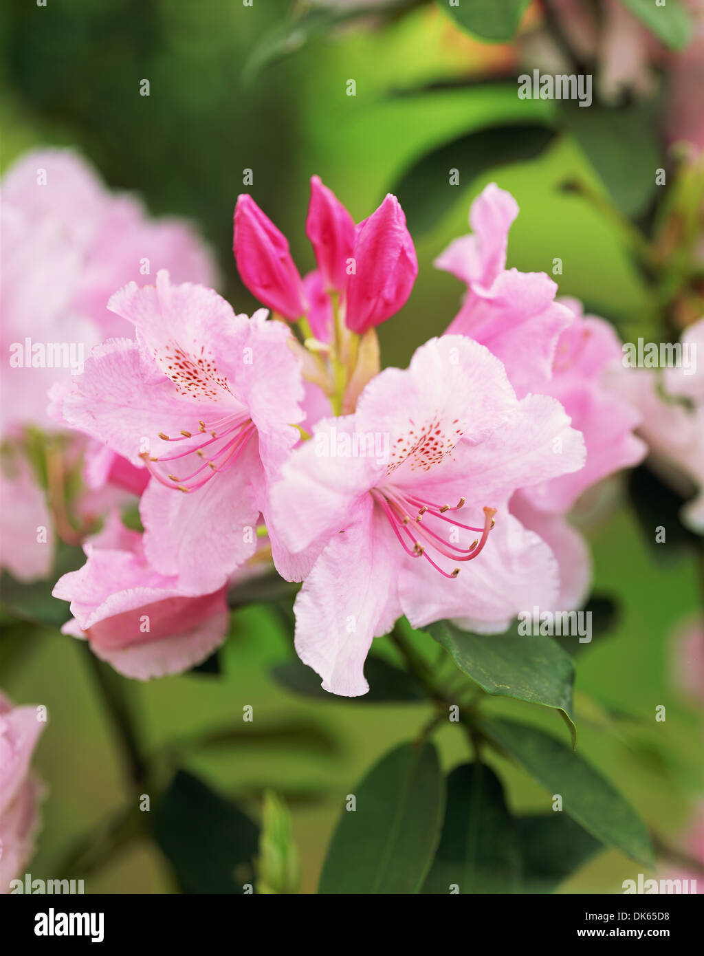 Rhododendron hymenanthes hi-res stock photography and images - Alamy