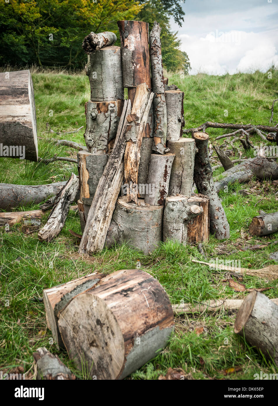 Chopped wood from a felled tree in a log pile Stock Photo - Alamy