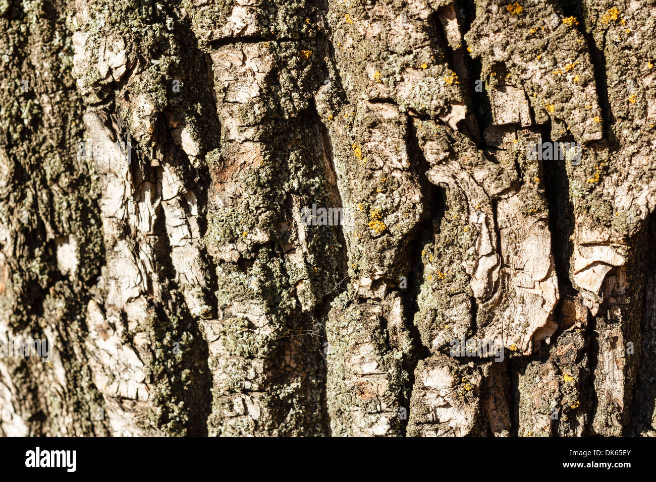 Tree bark photographed closeup autumn day in the park Stock Photo - Alamy