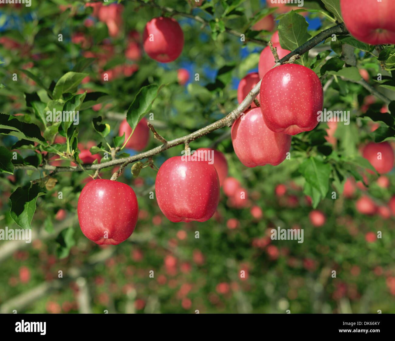 Mutsu apple hi-res stock photography and images - Alamy