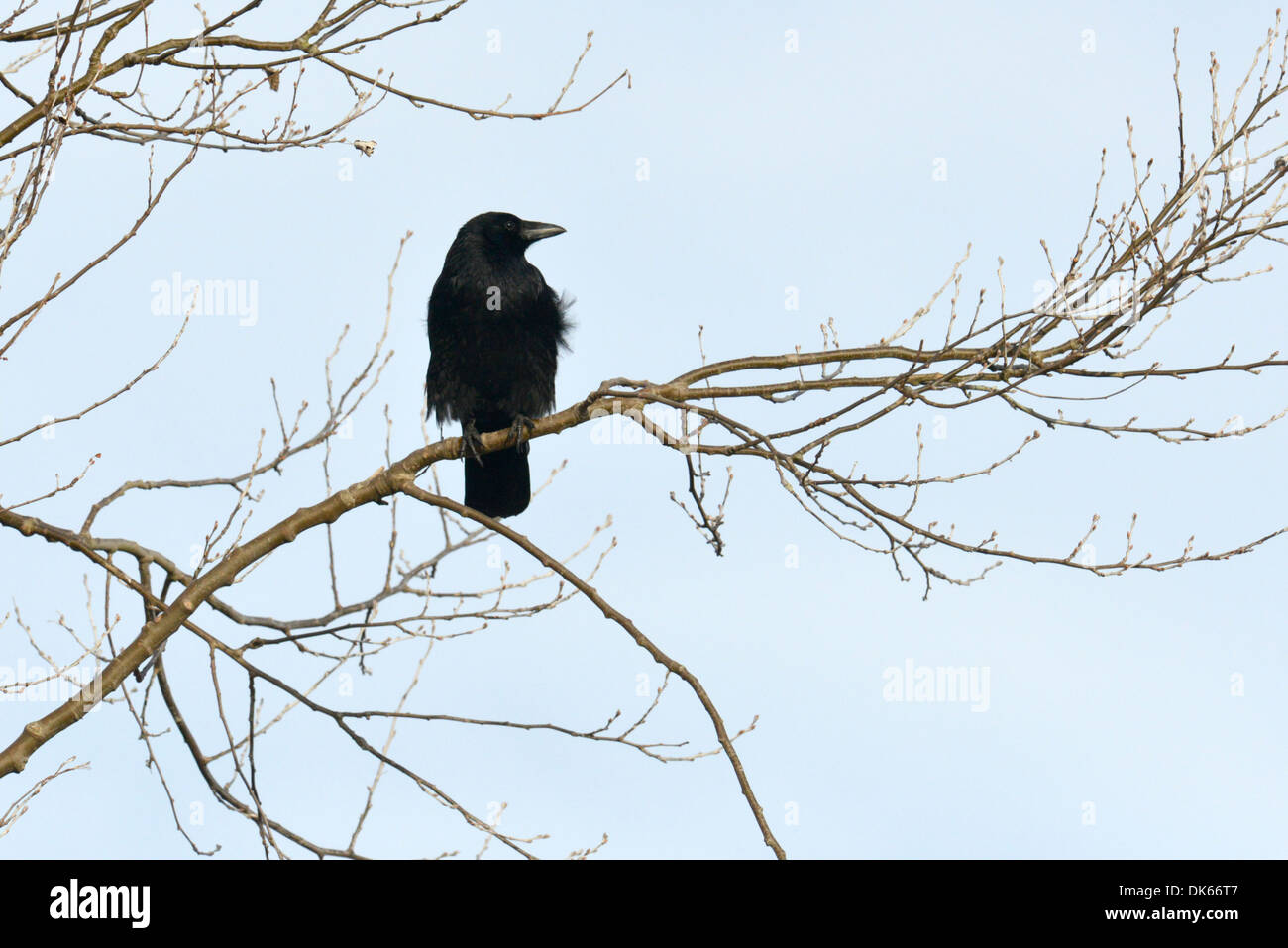 Carrion Crow Corvus corone corone Stock Photo - Alamy