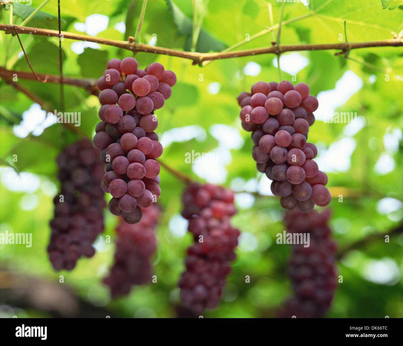 Delaware grape hi-res stock photography and images - Alamy