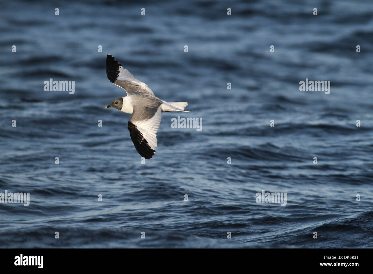 Sabine’s Gull Xema sabini - Summer plumage Stock Photo - Alamy