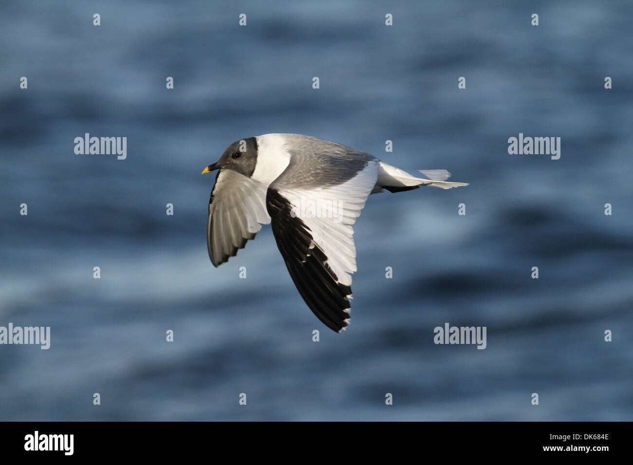 Sabine’s Gull Xema sabini - Summer plumage Stock Photo - Alamy