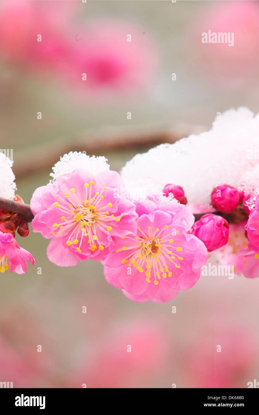 Snow plum hi-res stock photography and images - Alamy