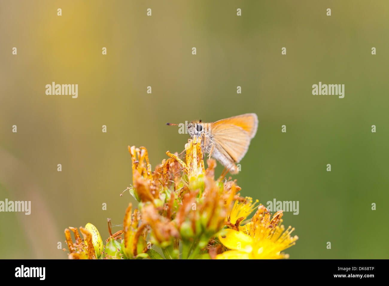 Butterfly flower plant hi-res stock photography and images - Alamy