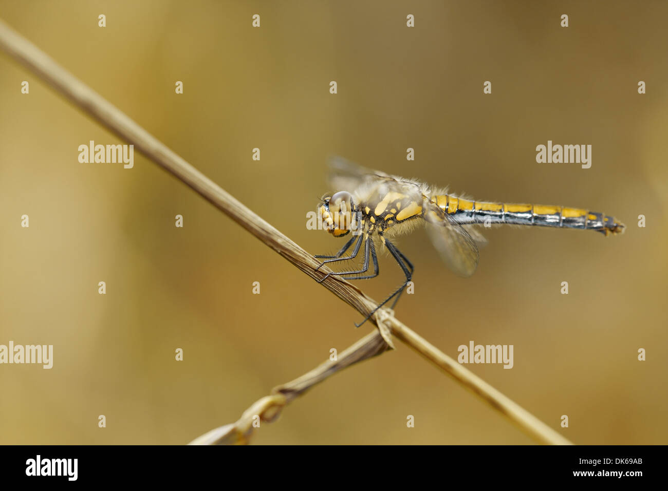 Dragonfly straw hi-res stock photography and images - Alamy