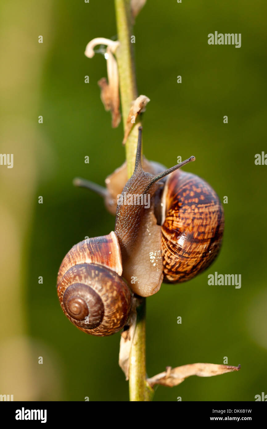 Closeup of two snails on a plant straw Stock Photo - Alamy