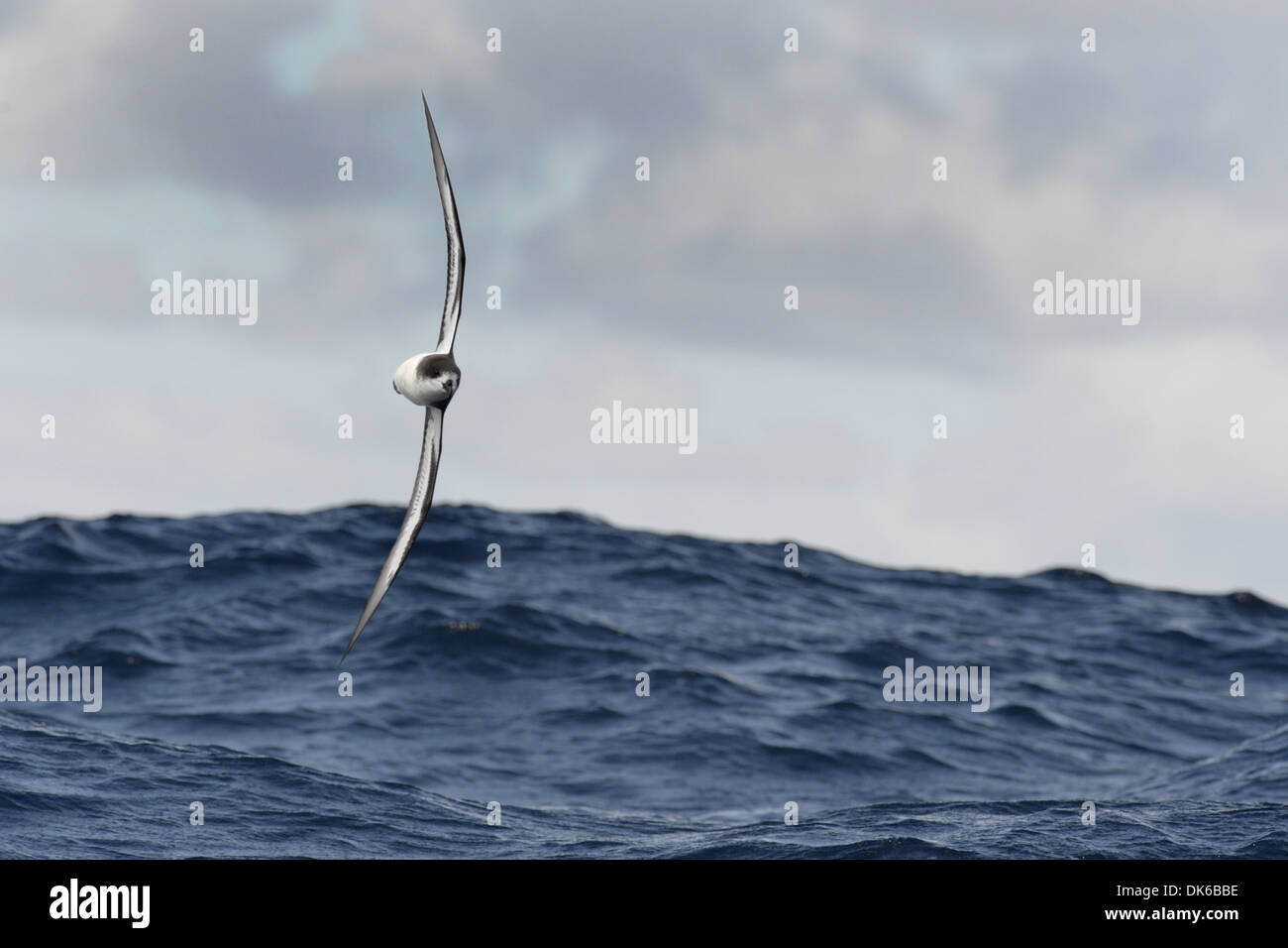 Bermuda Petrel - Pterodroma cahow Stock Photo - Alamy