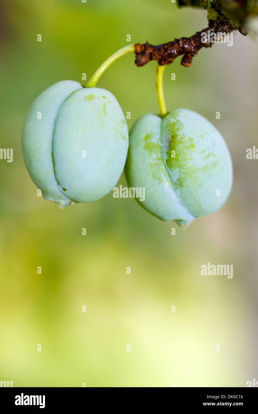 Fruit pair hi-res stock photography and images - Alamy