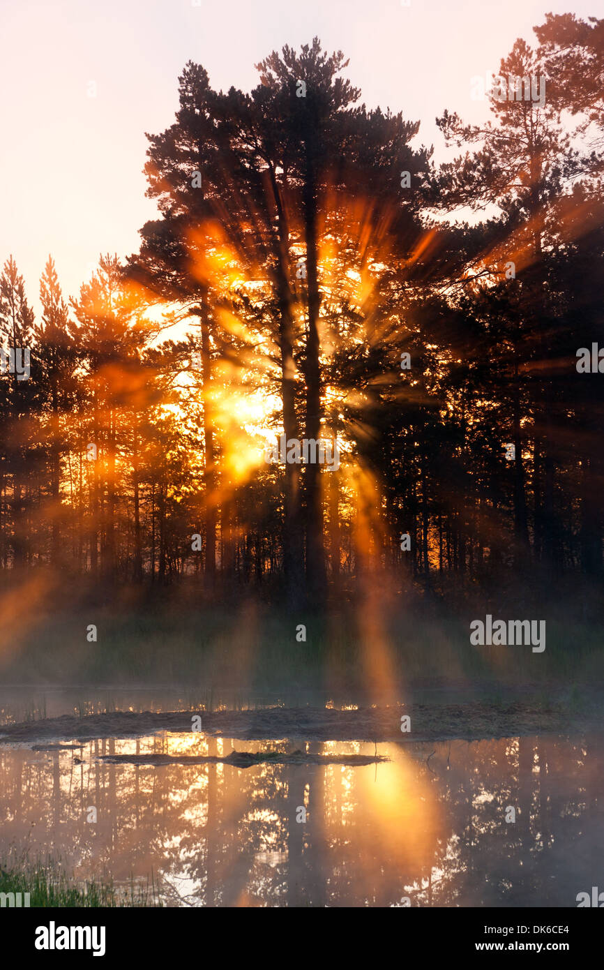 Sun behind forest hi-res stock photography and images - Alamy