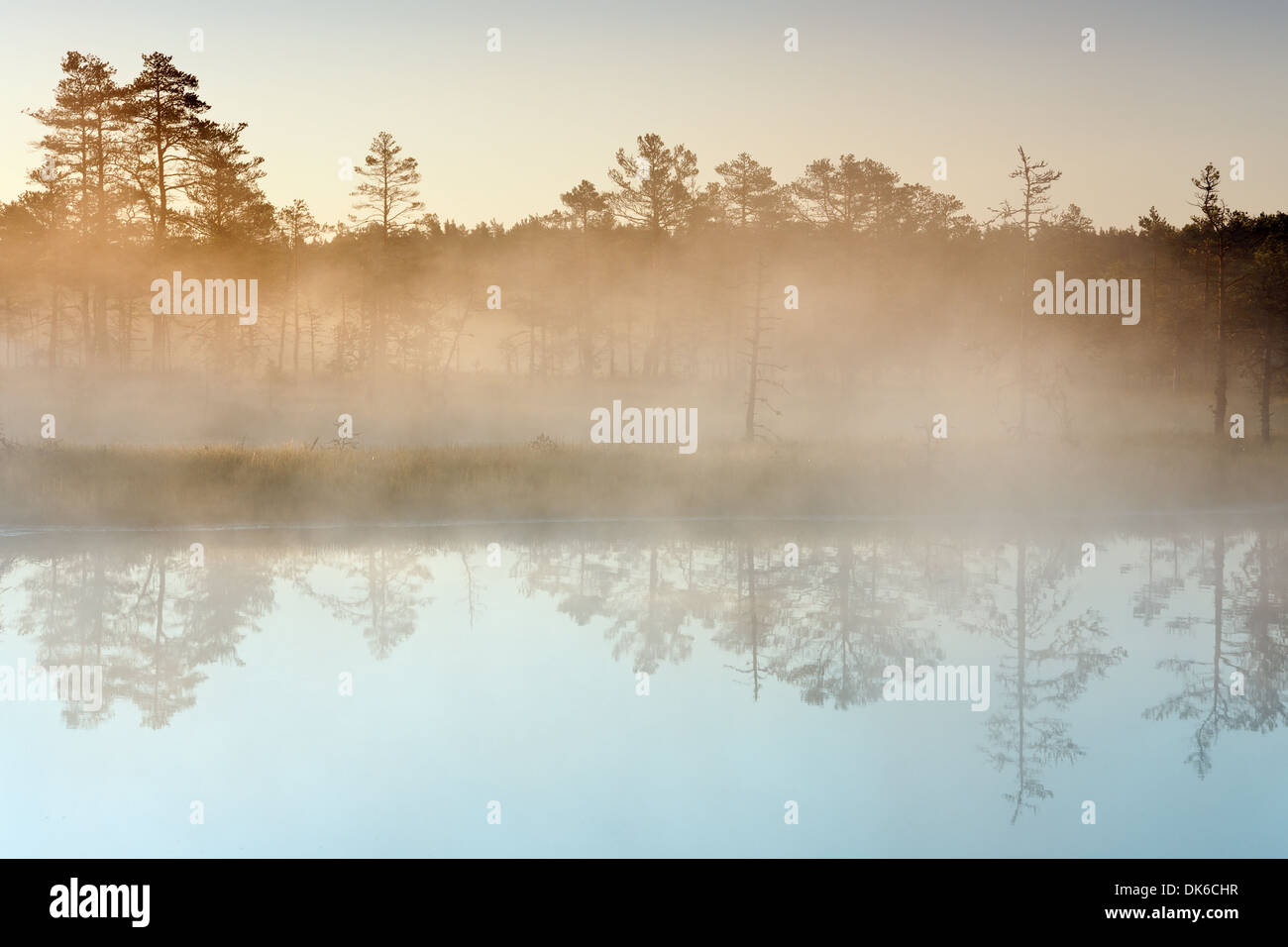 Morning mist in a marsh. Lake with forest reflection in foreground ...