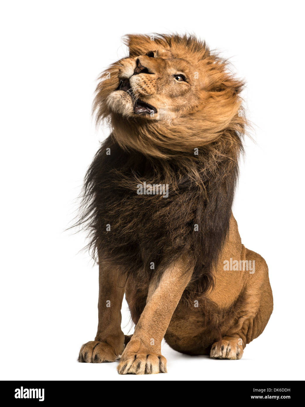Lion sitting, shaking, Panthera Leo, 10 years old, against white ...