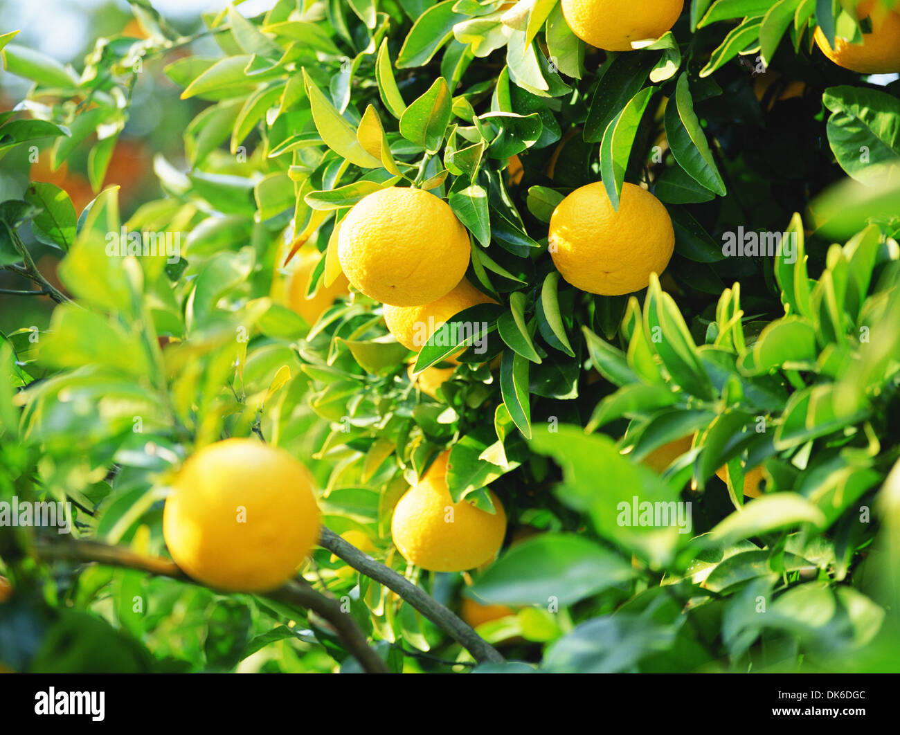 Usami hi-res stock photography and images - Alamy