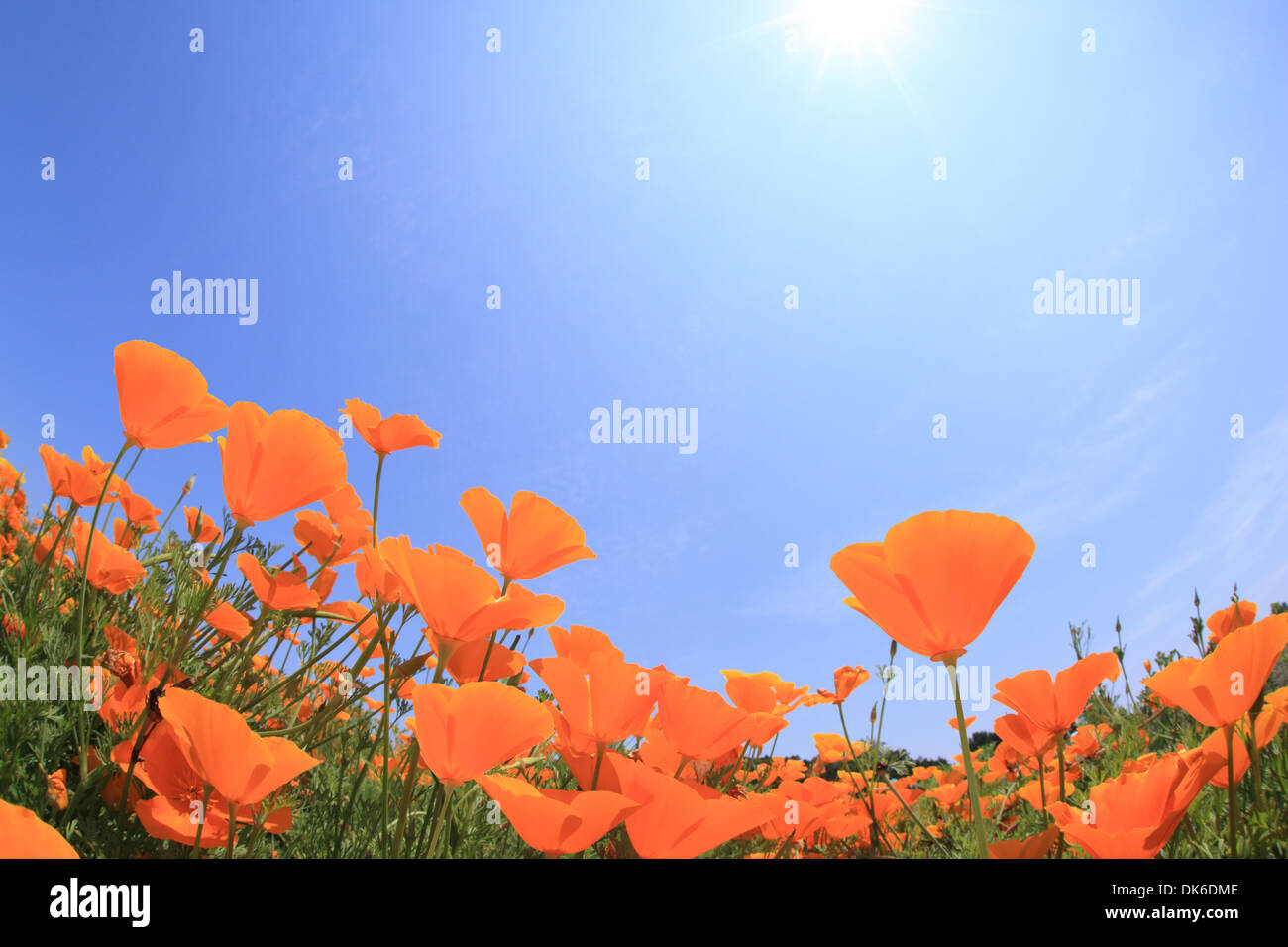 Side view of poppies hi-res stock photography and images - Alamy